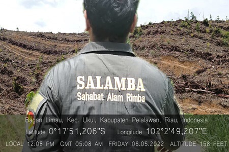 RIAUPAGI.com | Sekarang Hutan TNTN Kian Rapuh, Gundul Seperti 'Kepala Tuan Profesor', SALAMBA ...